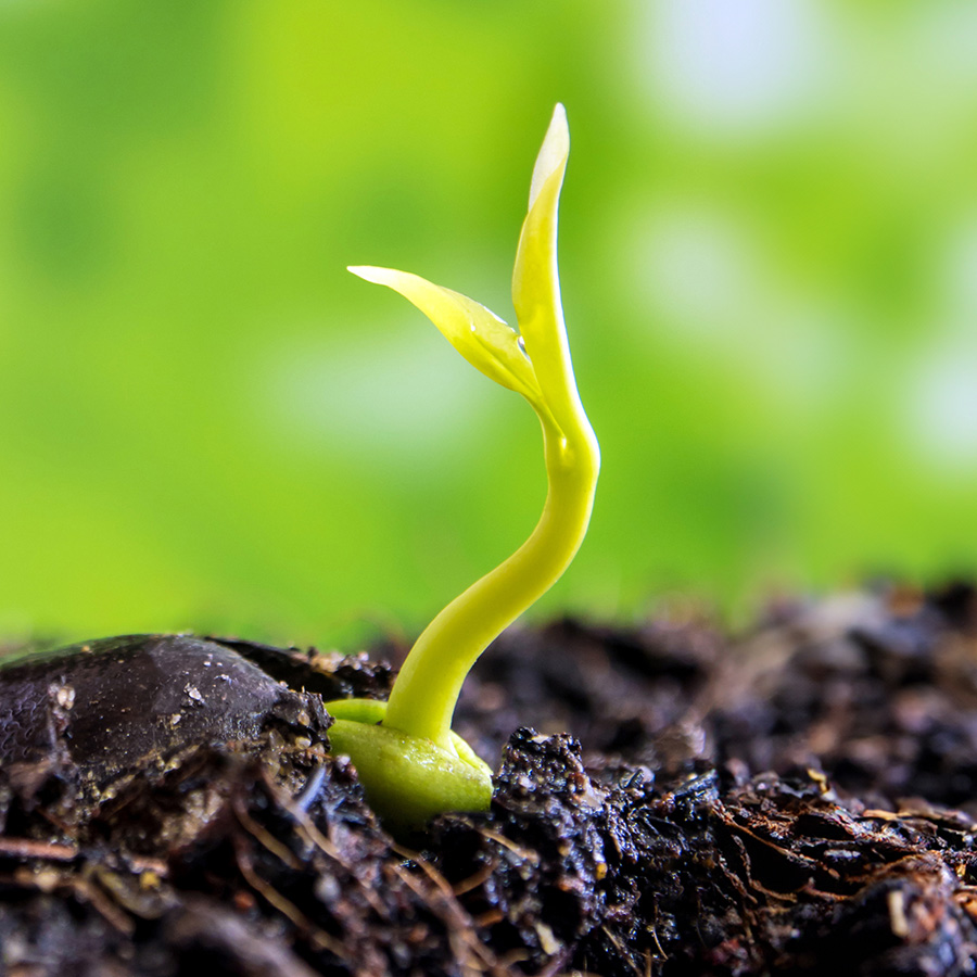 Disseminare le evidenze - SEEd